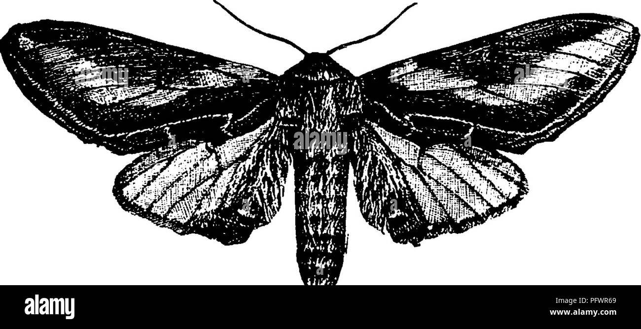 Guide to the study of Lepidoptera, featuring larvae that feed on live ...