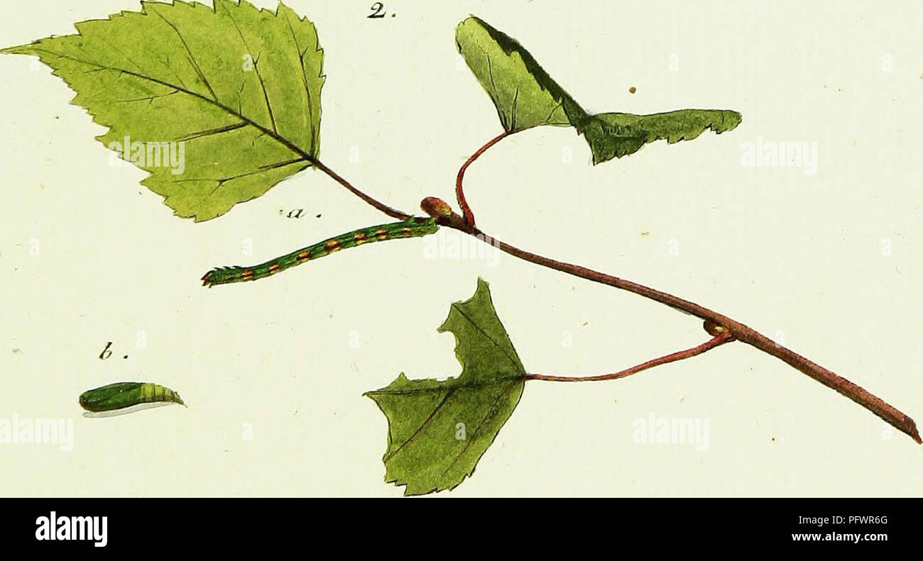 This historical text documents European butterflies, describing species ...
