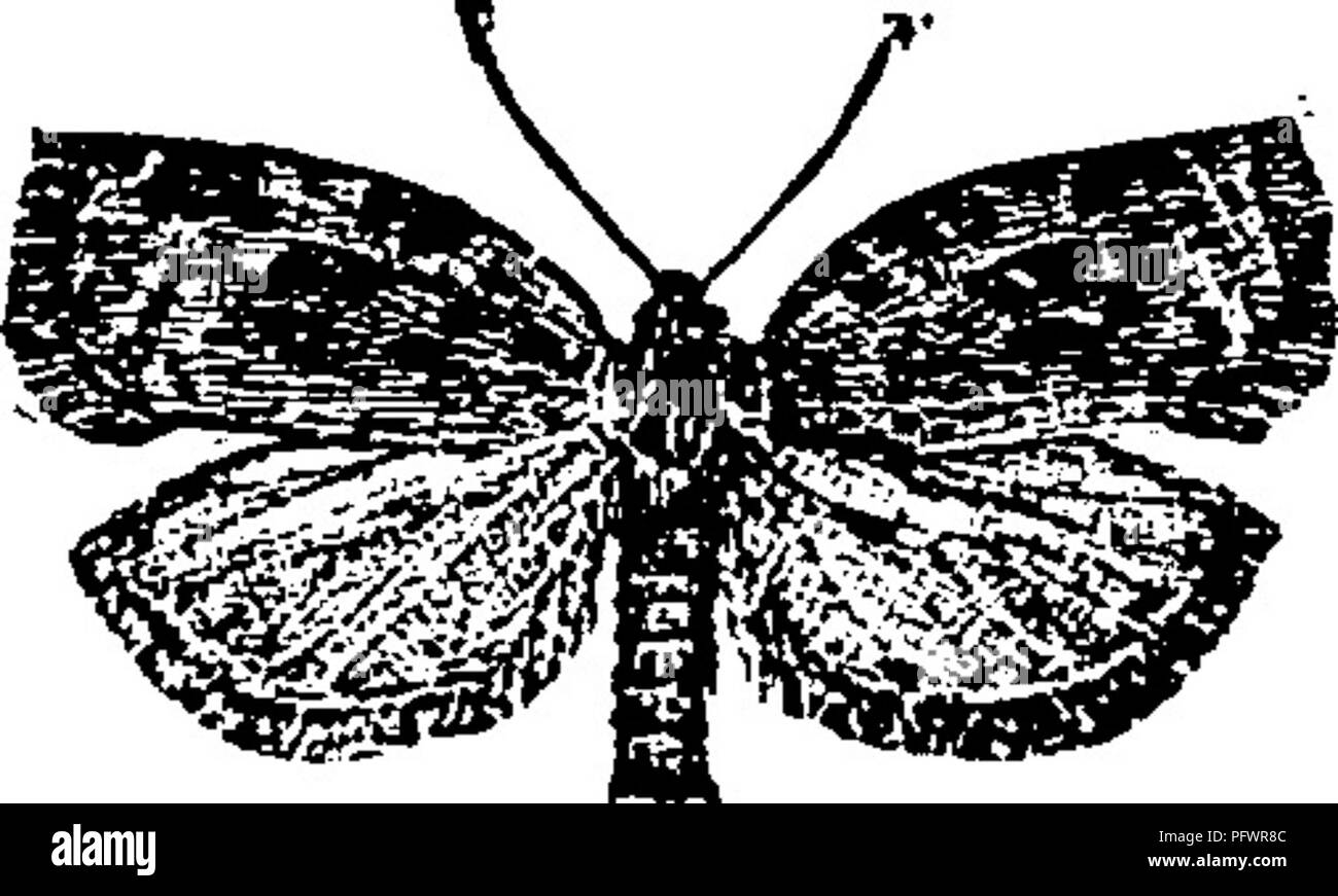 Anna botsford comstock hi-res stock photography and images - Alamy