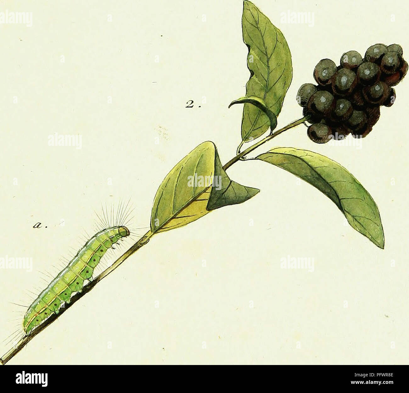 An overview of the history and classification of European butterflies ...