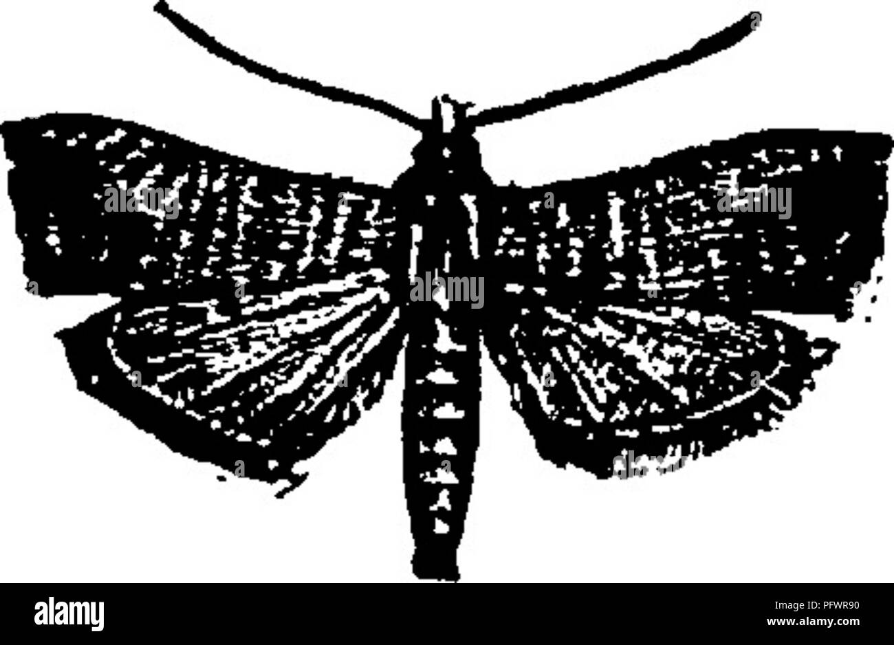 Best known moth hi-res stock photography and images - Alamy