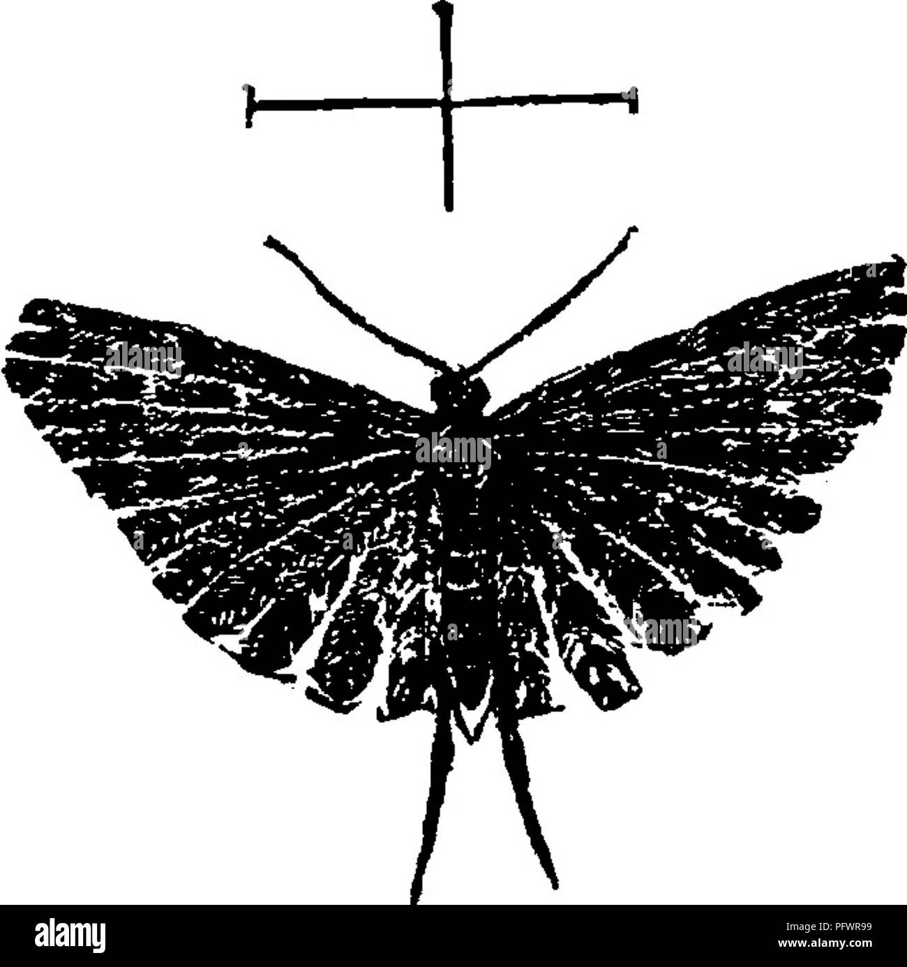 Common plume moth hi-res stock photography and images - Alamy