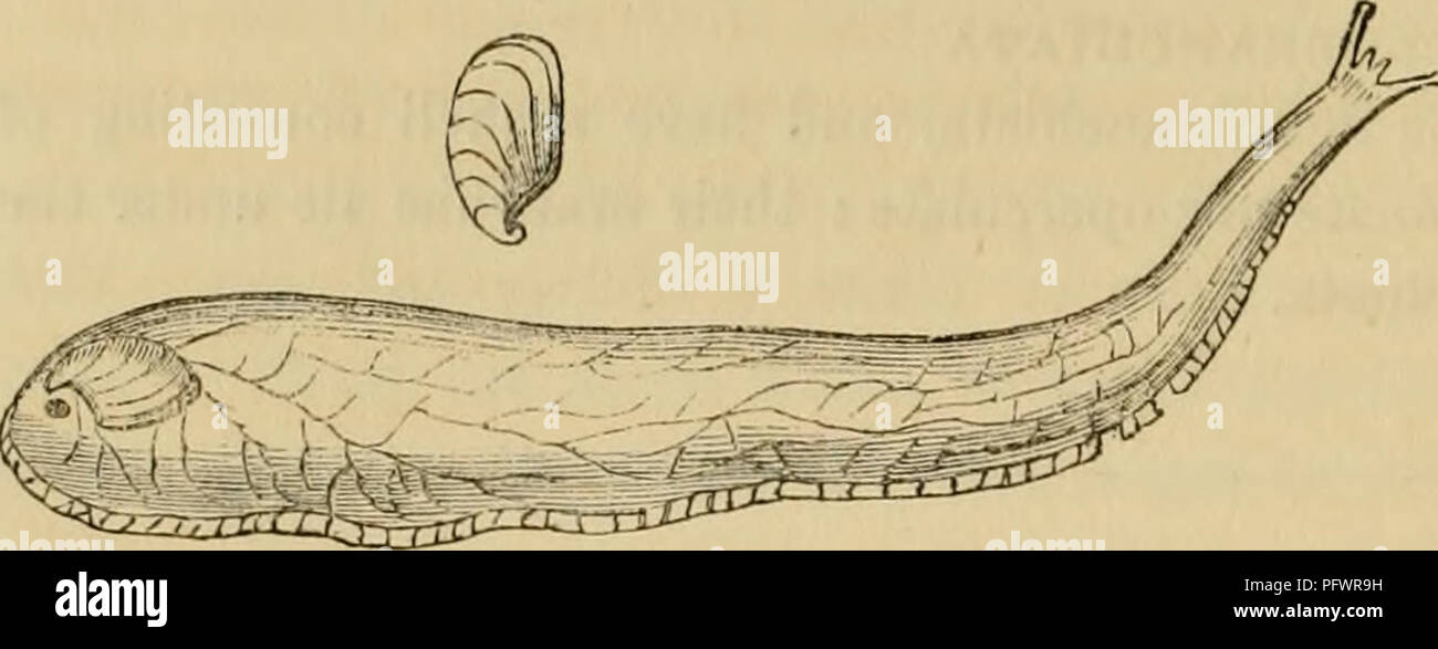 A description of the Mollusca group from Cuvier's Animal Kingdom ...