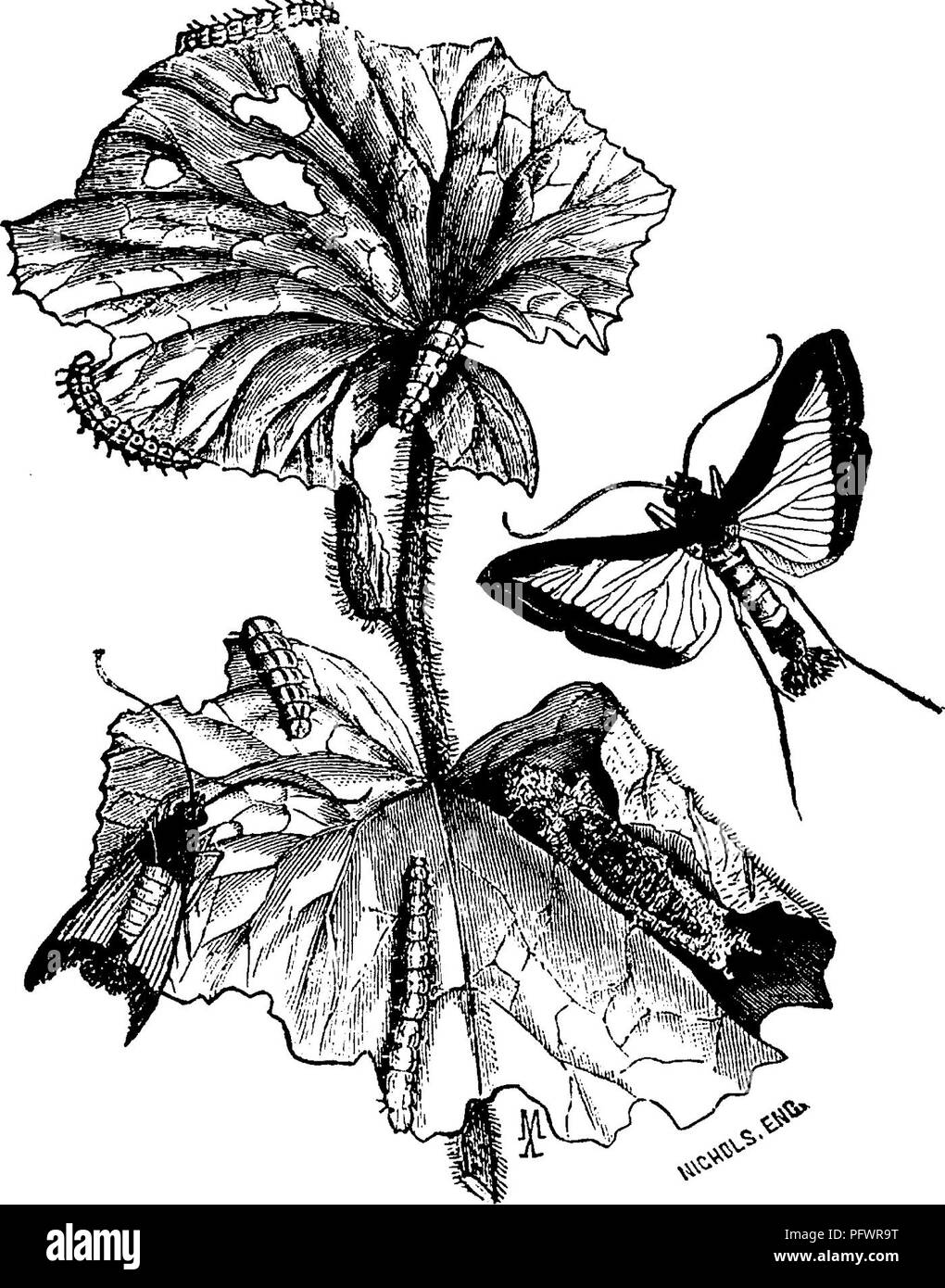 Pyralids Black and White Stock Photos & Images - Alamy