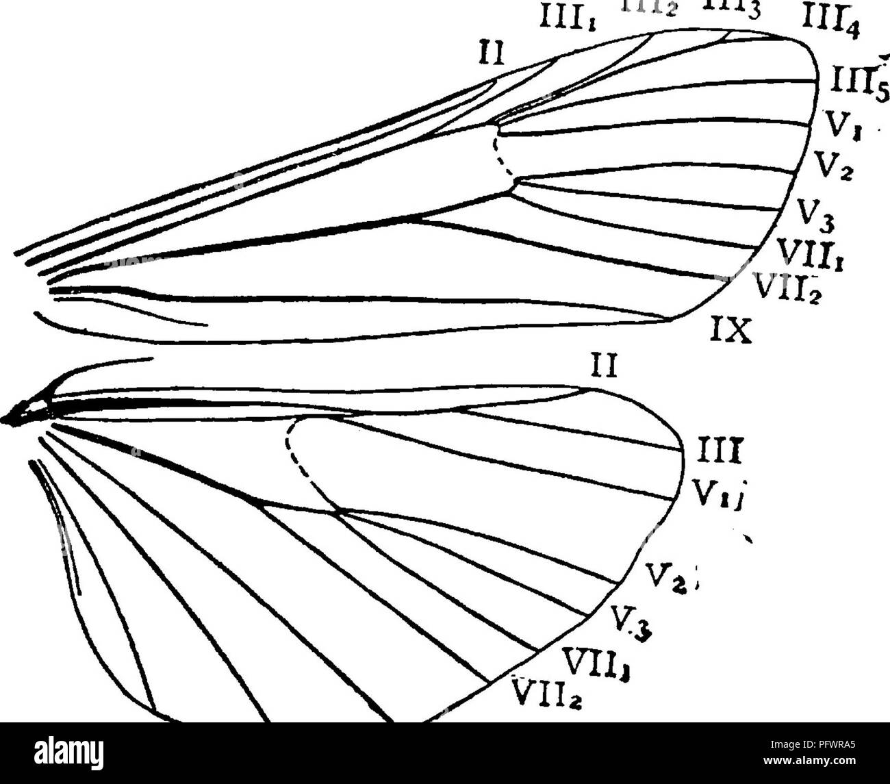Pyralids Black and White Stock Photos & Images - Alamy