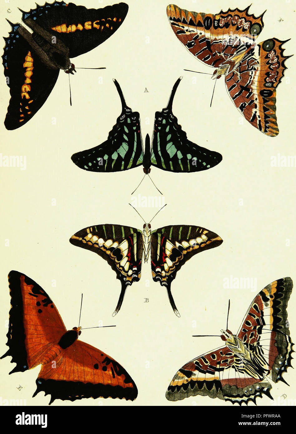 This work presents illustrations of exotic butterflies from Asia ...