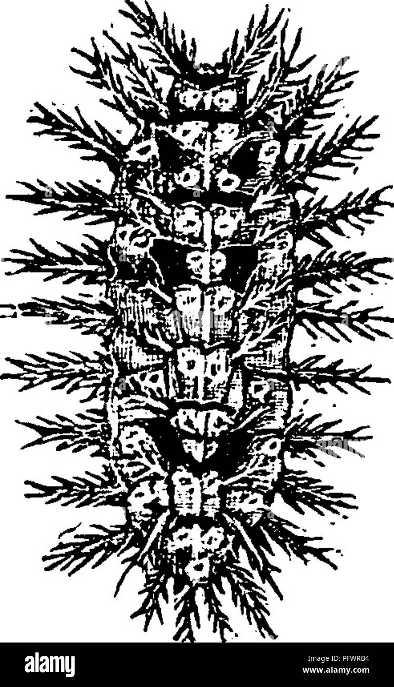 John and Anna Comstock's manual on insect study offers a detailed guide ...