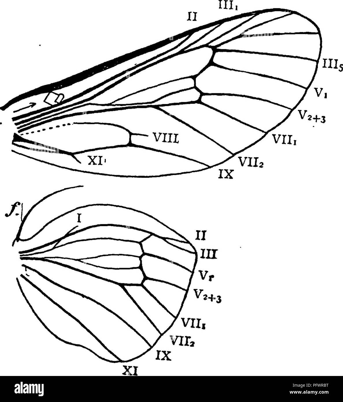 Bag of a larva Cut Out Stock Images & Pictures - Alamy