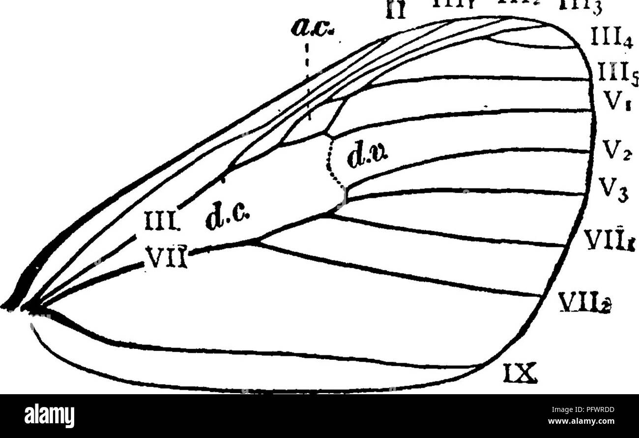 This manual for studying Lepidoptera details the anatomy and wing ...