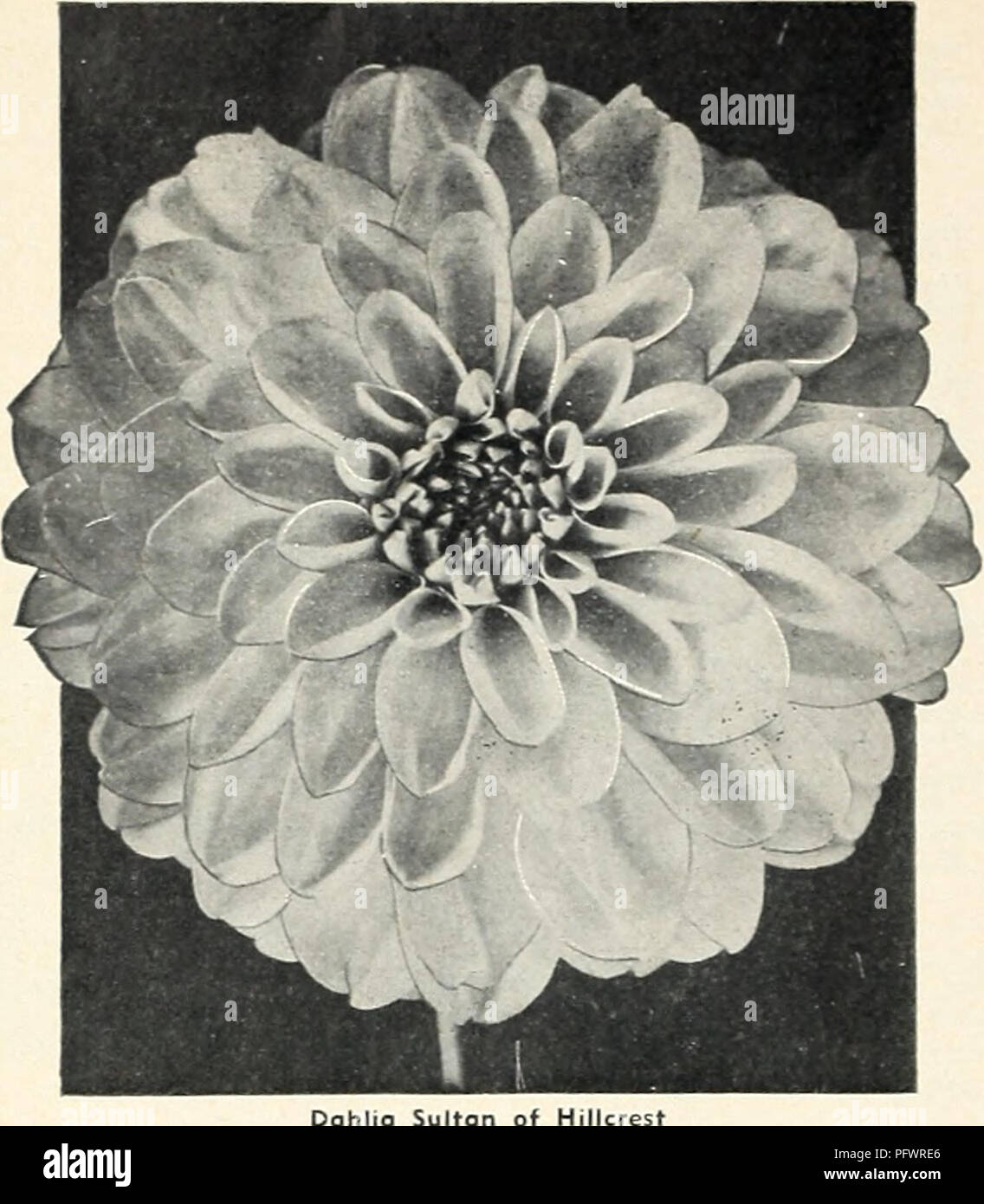 This catalog offers a wide selection of flower seeds, bulbs, and ...