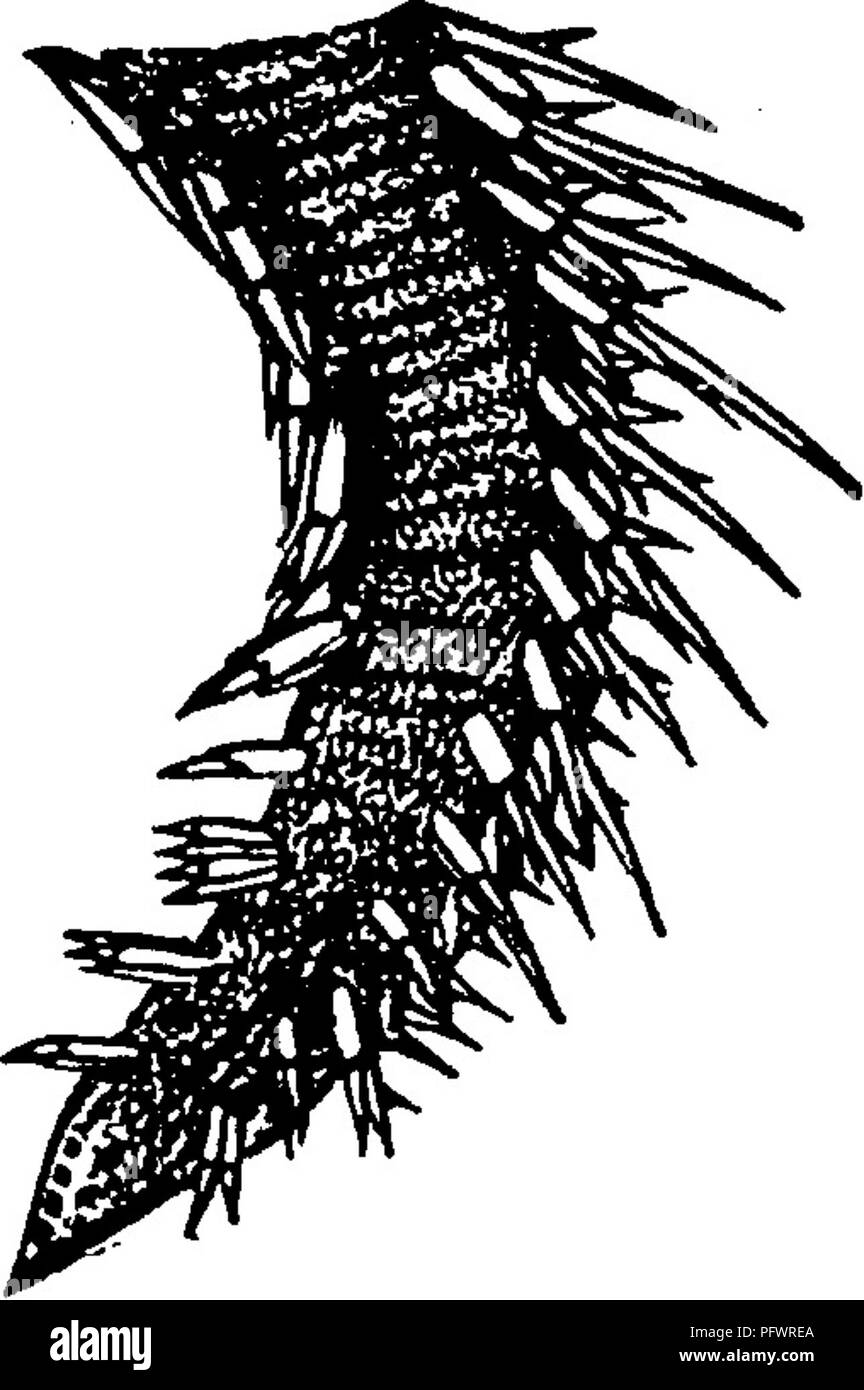 This manual provides an overview of insect anatomy, focusing on the ...