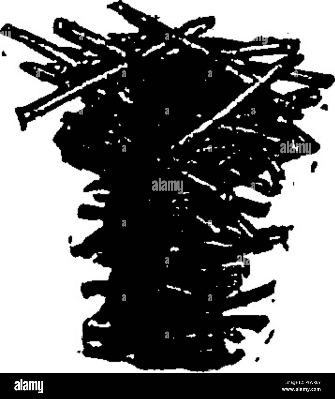 This manual focuses on the study of insects in the Trichoptera order ...