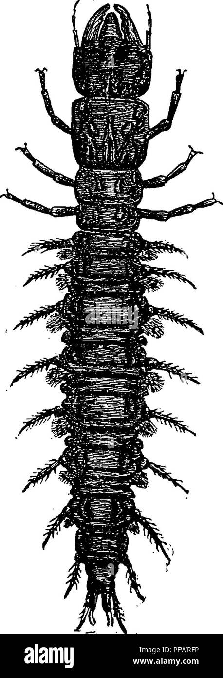 Insects under stone Black and White Stock Photos & Images - Alamy