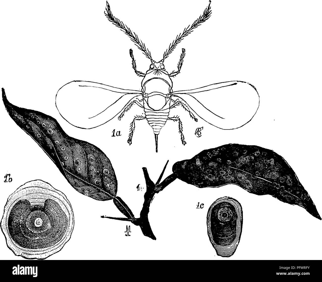 . A manual for the study of insects. Insects. HEMIPTERA, 173 Scale and ...