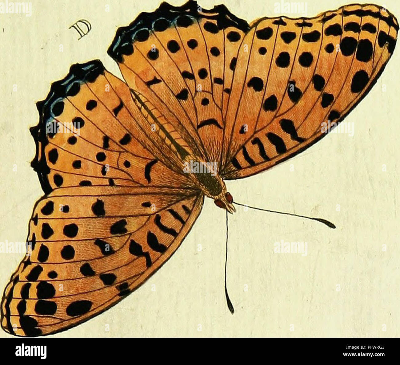 This work details the foreign butterflies found across Asia, Africa ...