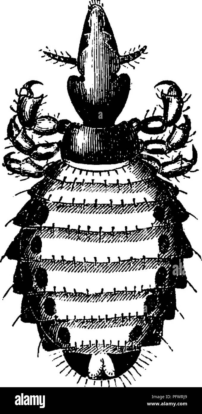 This manual for studying insects includes a focus on Hemiptera ...