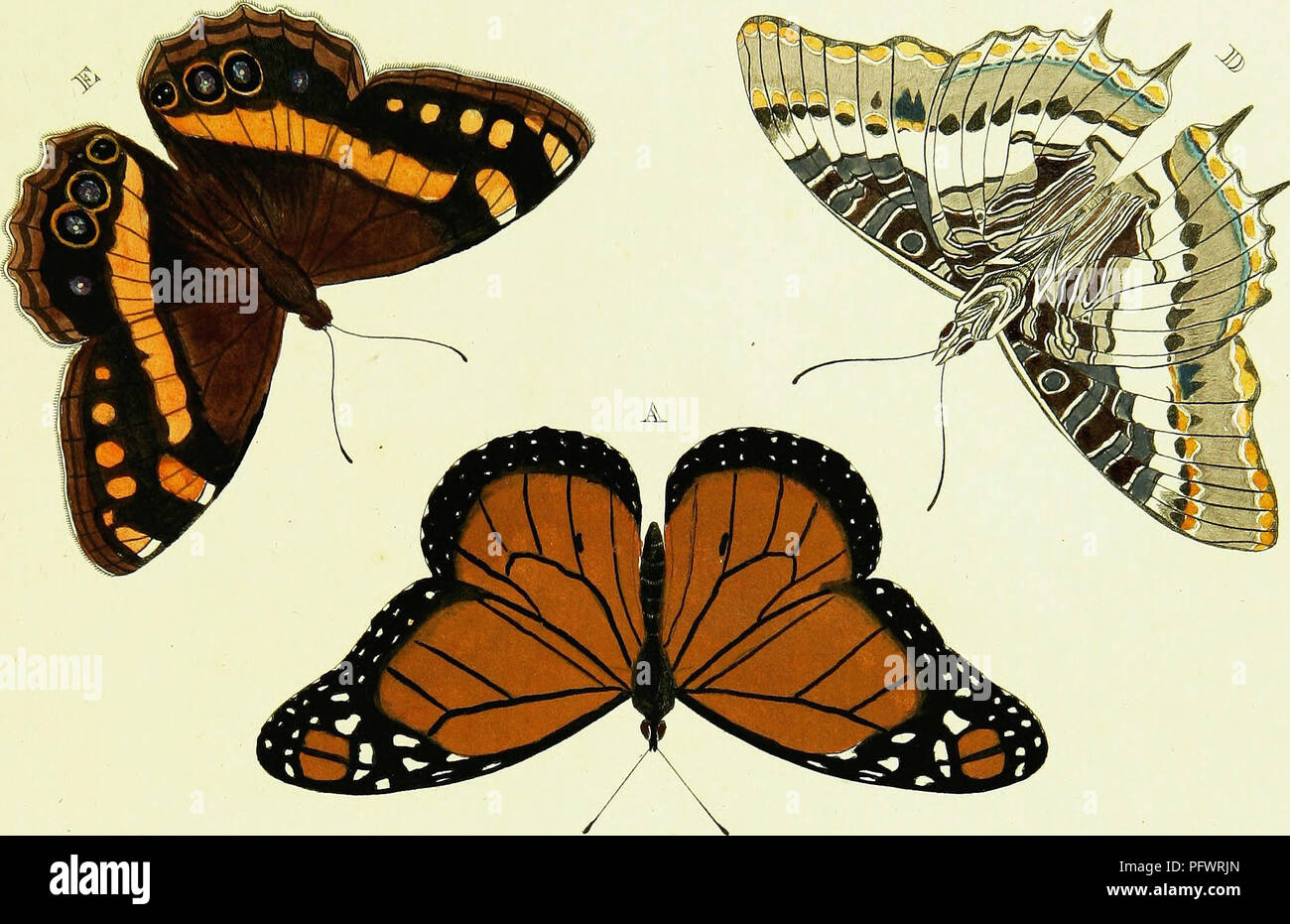 This work by Pieter Cramer and Caspar Stoll details various butterfly ...