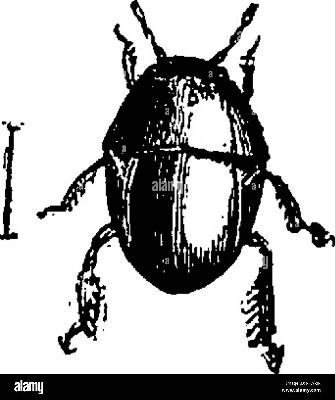 This manual provides comprehensive guidelines for studying insects ...