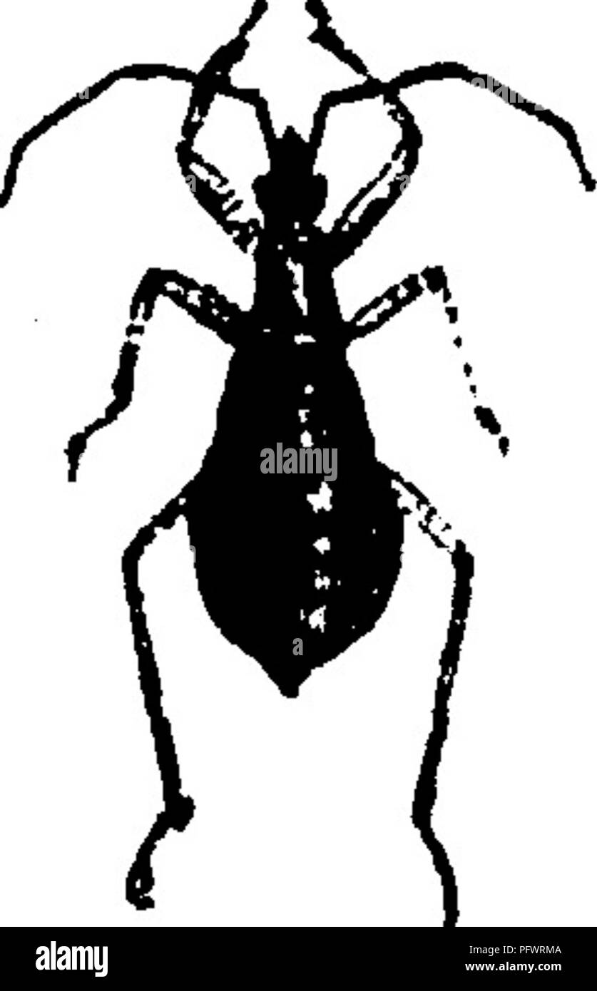 Mean insects Black and White Stock Photos & Images - Alamy