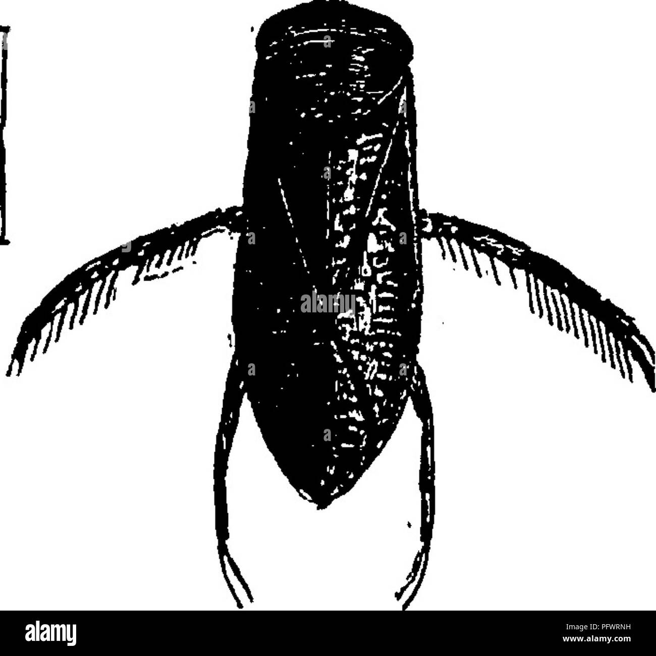 Half figure shown next Black and White Stock Photos & Images - Alamy