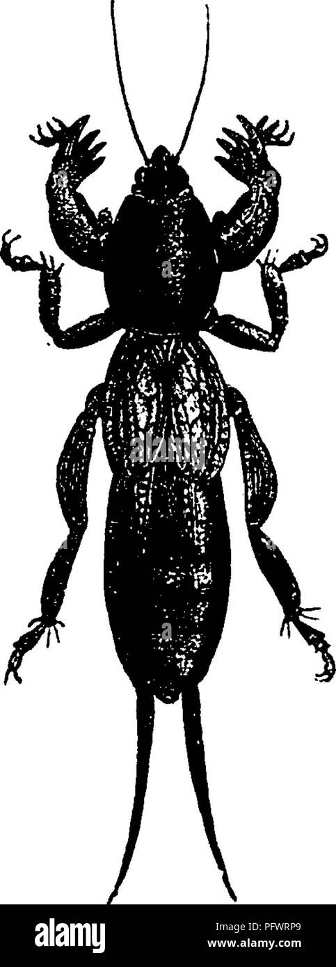 Crickets wing Black and White Stock Photos & Images - Alamy