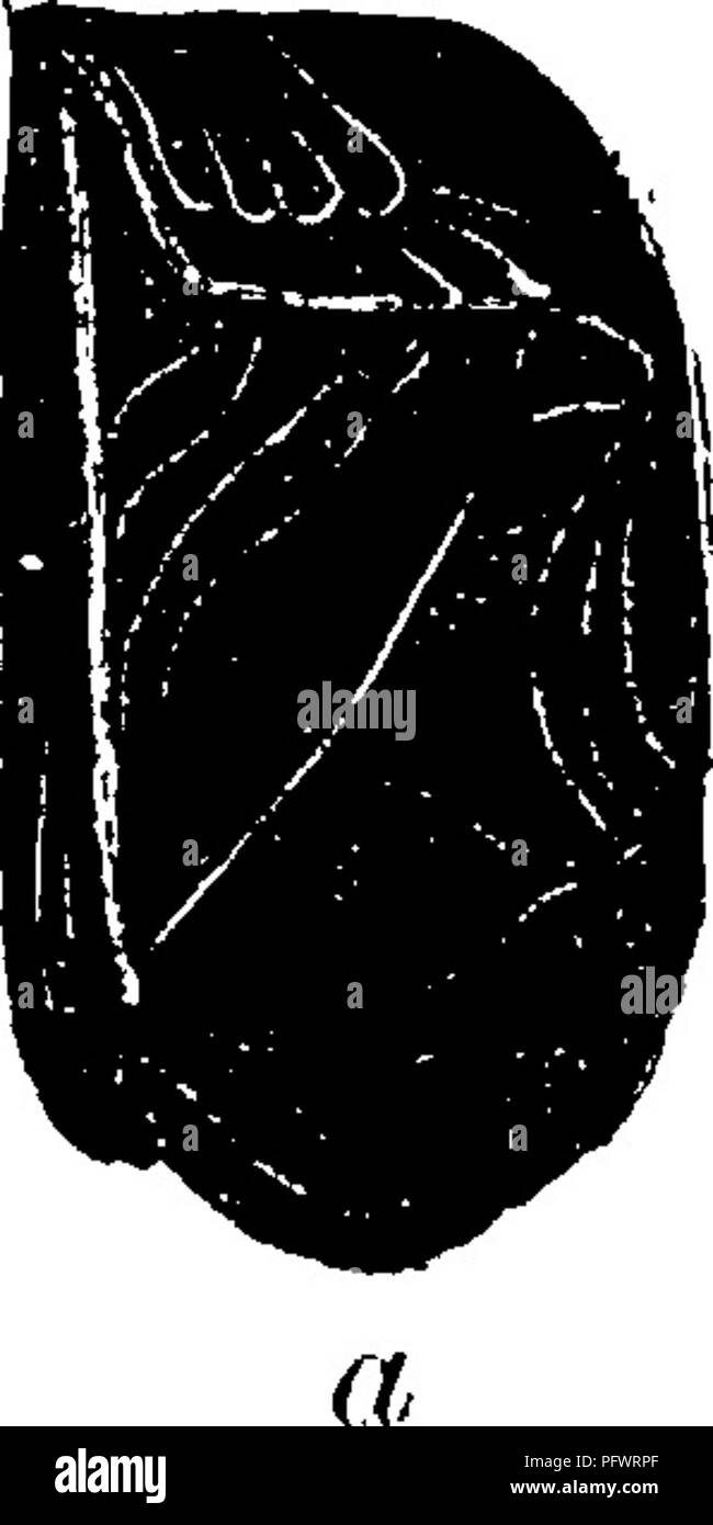 Tegmina hi-res stock photography and images - Alamy