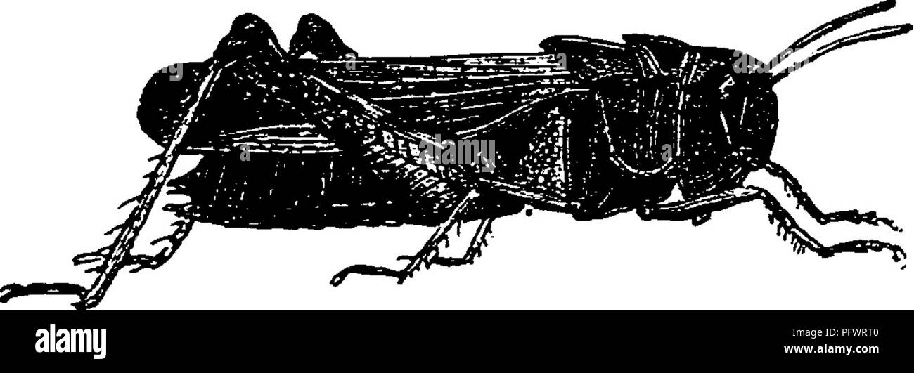 Flying locust Black and White Stock Photos & Images - Alamy