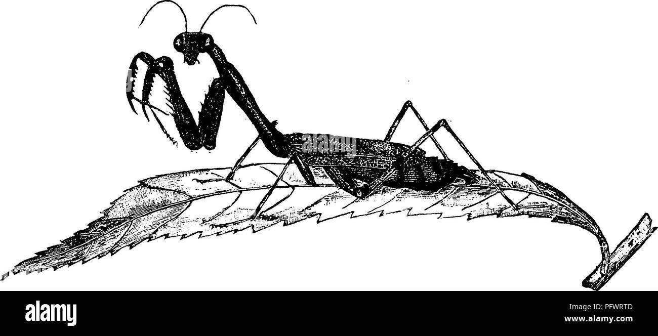 Praying mantis like claws hi-res stock photography and images - Alamy