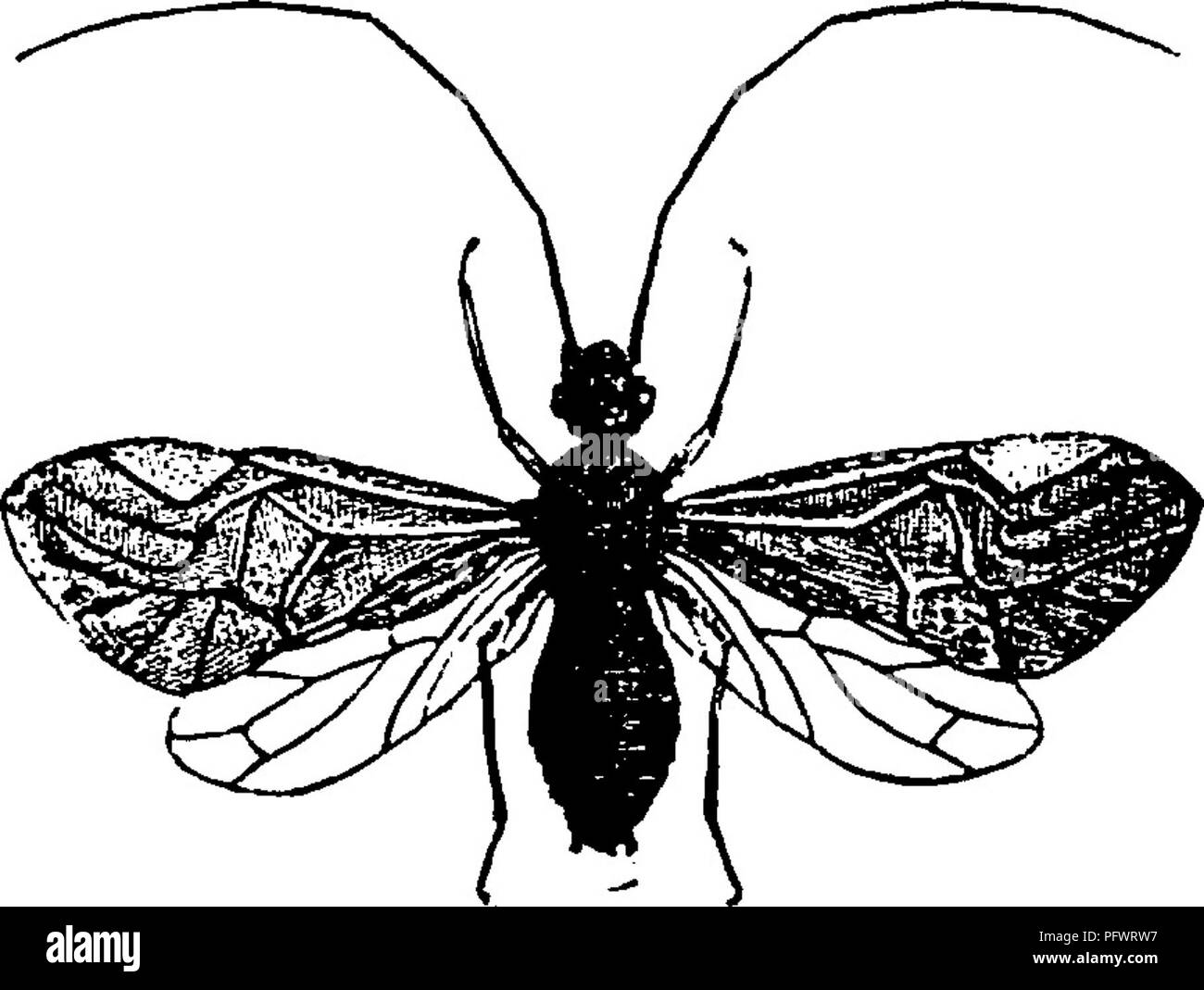 Book lice hi-res stock photography and images - Alamy