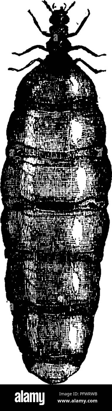 This manual provides comprehensive information on the study of insects ...