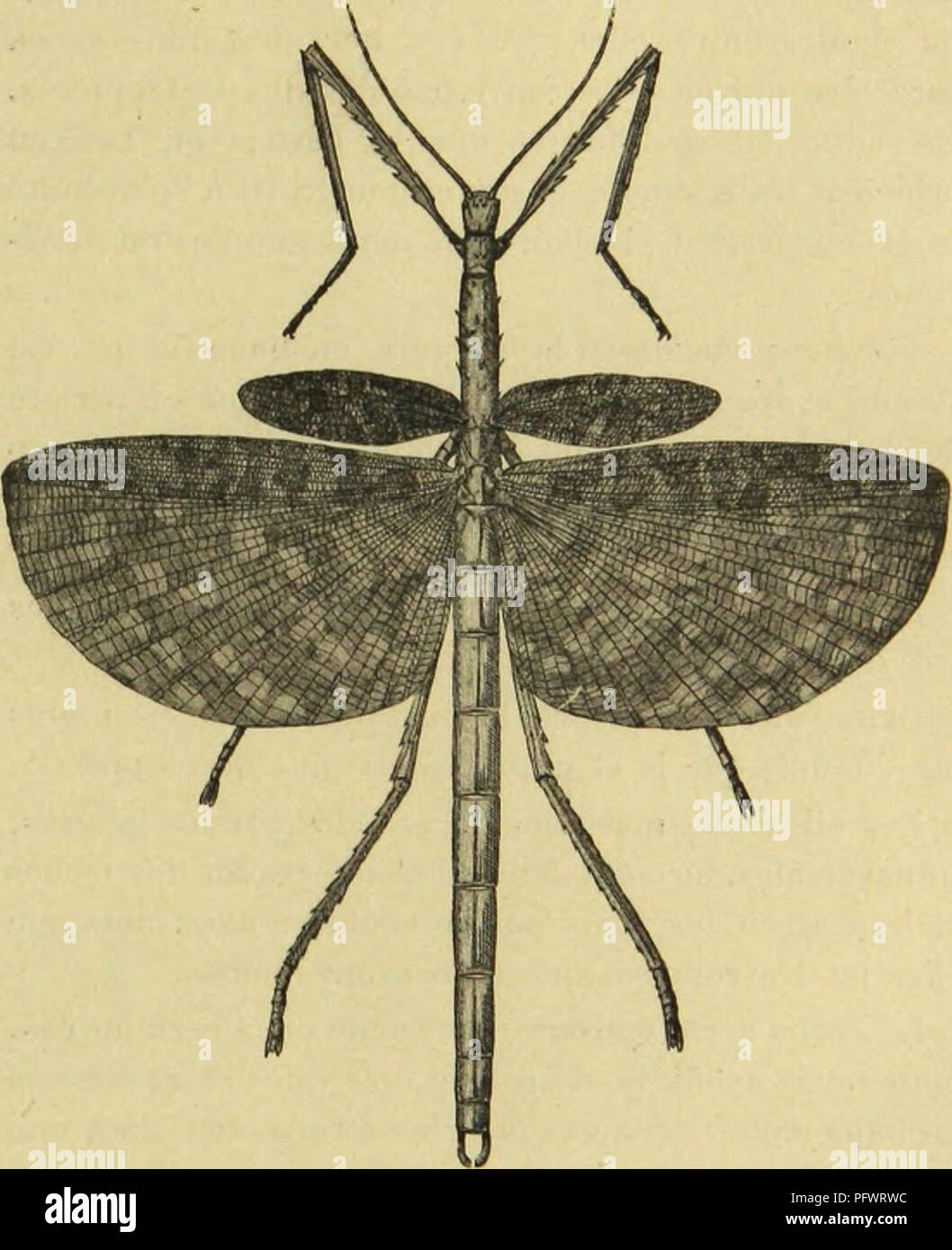 This work explores the history and wing structures of fossil insects ...