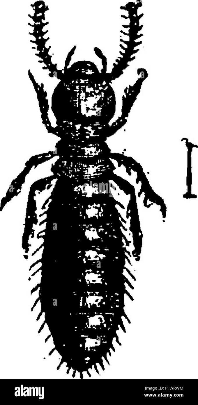 This manual offers a comprehensive approach to insect study, including ...