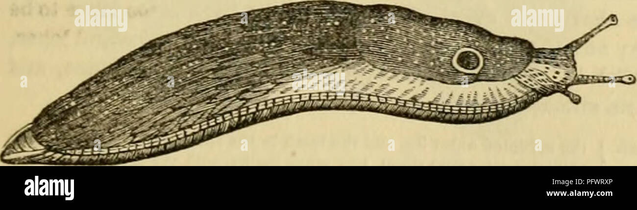 . Cuvier's animal kingdom : arranged according to its organization ...