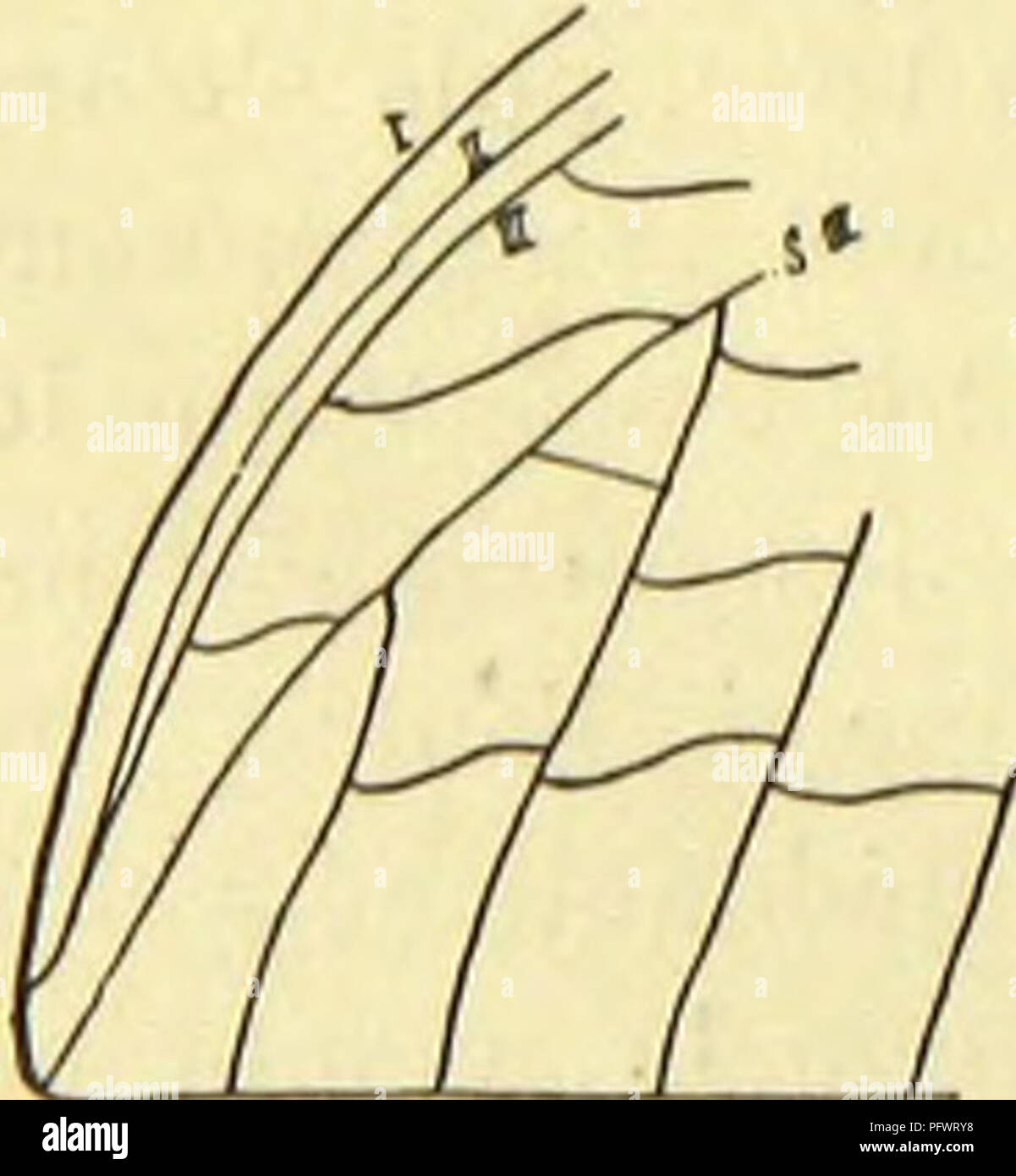 This fossil illustration examines the wing structure of prehistoric ...