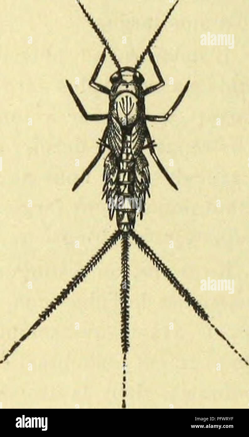 This study investigates fossilized insects from the primary era ...