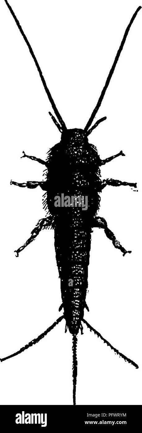 Fish eating insects Black and White Stock Photos & Images - Alamy