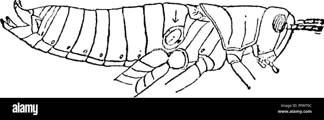 Spiracles Stock Photos & Spiracles Stock Images - Alamy