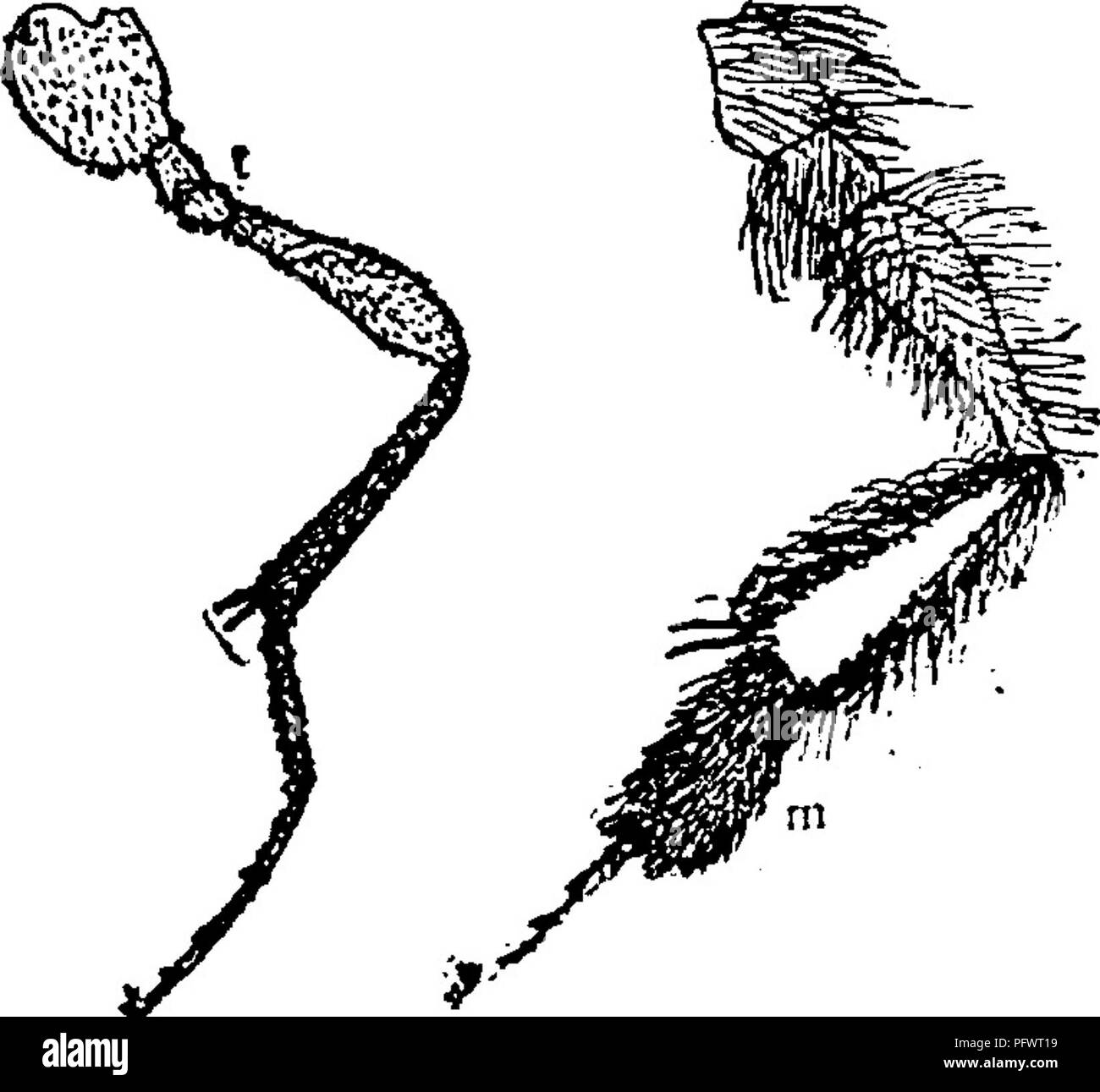 This manual offers detailed descriptions of insect anatomy, focusing on ...