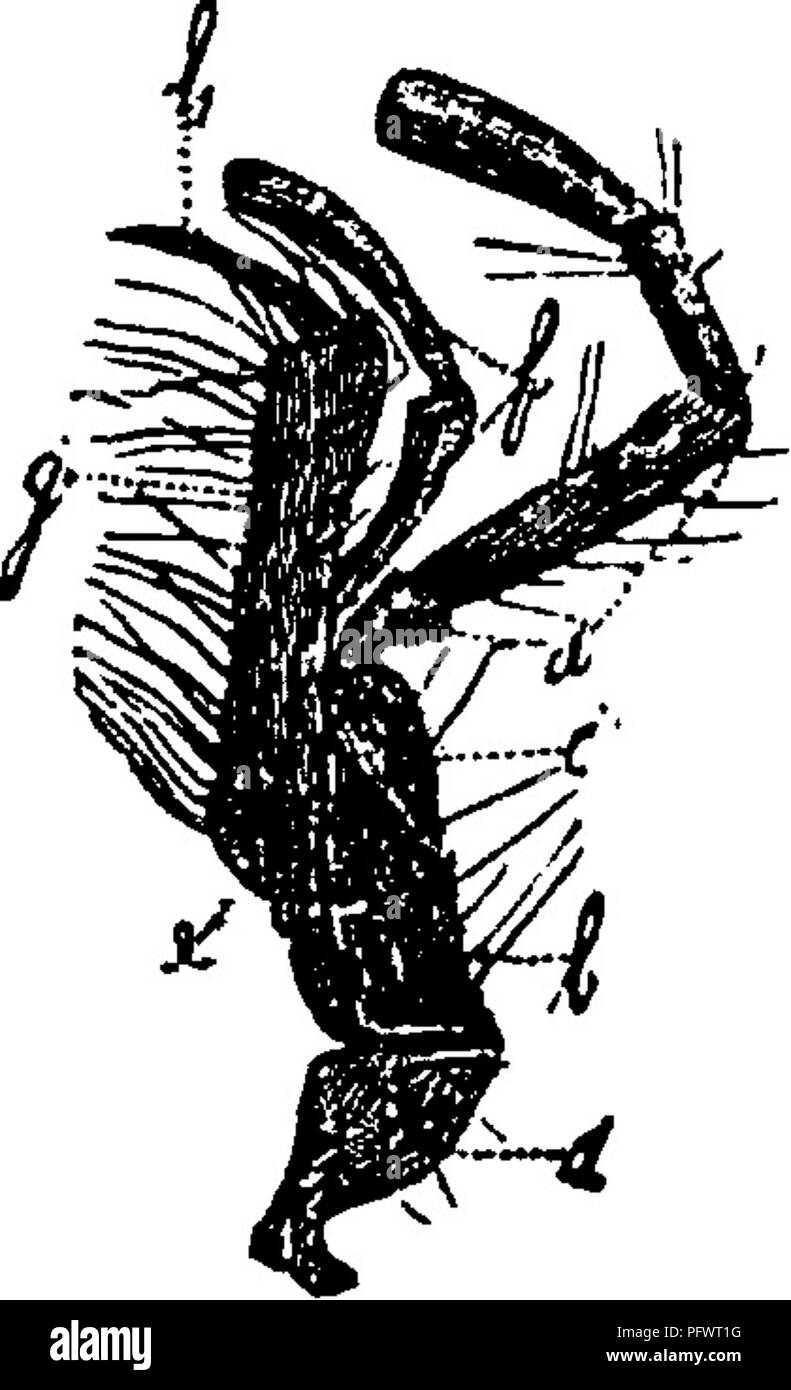 Red locust Black and White Stock Photos & Images - Alamy