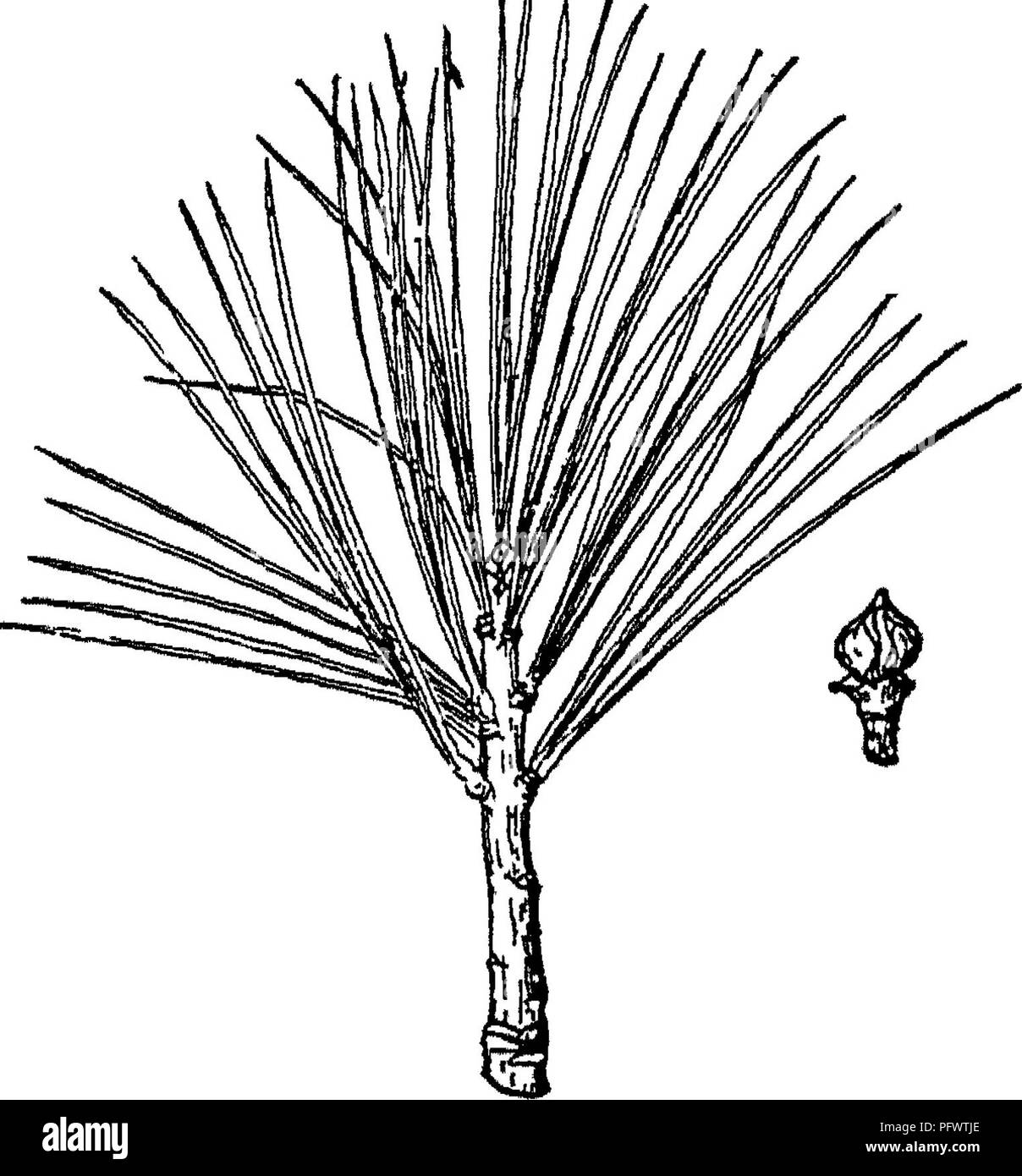 This book covers the science of forestry, including the cultivation ...