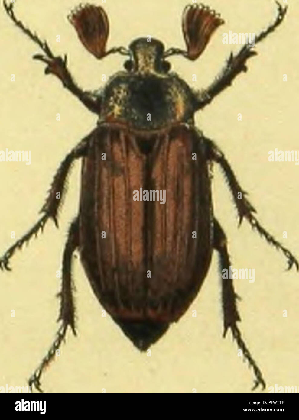 This book provides an in-depth guide to the beetles of Europe, focusing ...