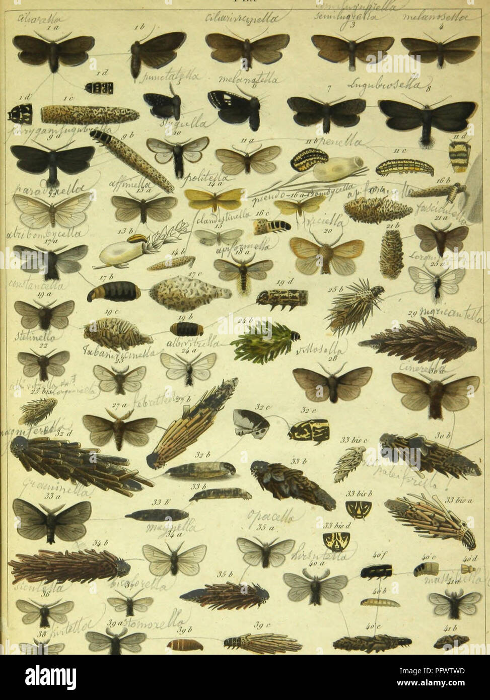 This monograph examines the Psychidae family of moths, providing ...