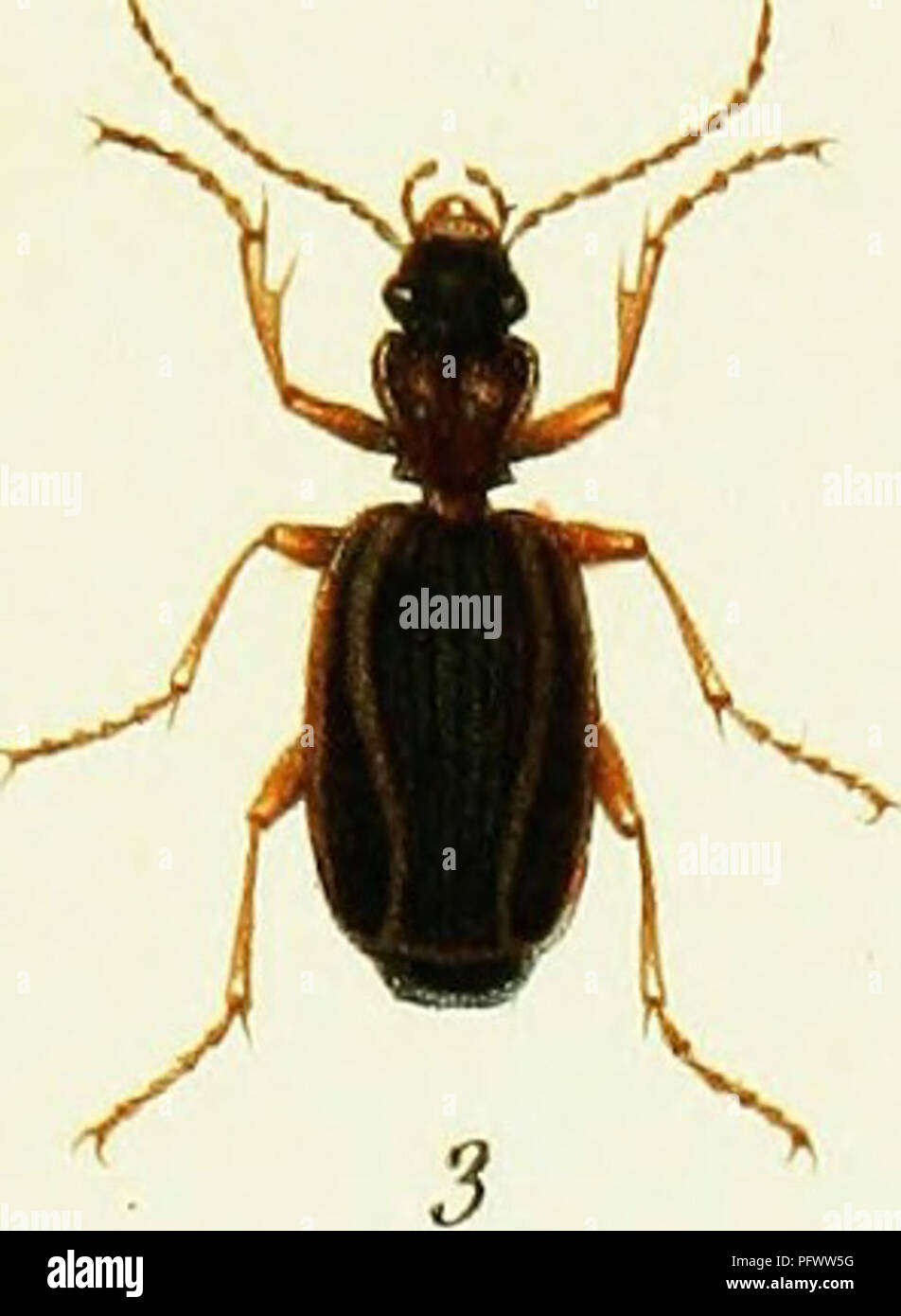 This work on European beetles provides both a historical overview and ...