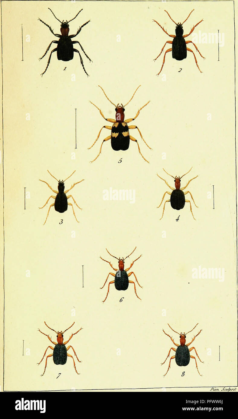 This text offers a detailed natural history and illustration of ...