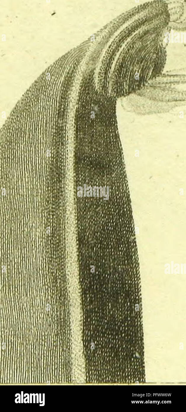 This work examines the wings of Hymenoptera, focusing on their ...