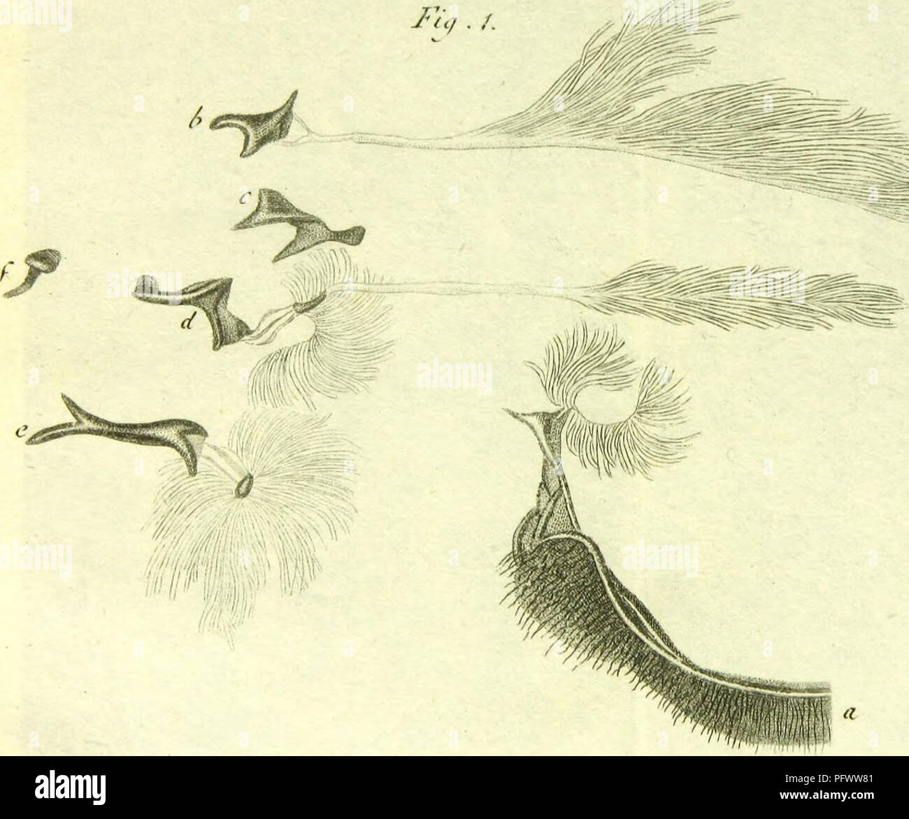 This work discusses the wings of Hymenoptera, a group of insects ...
