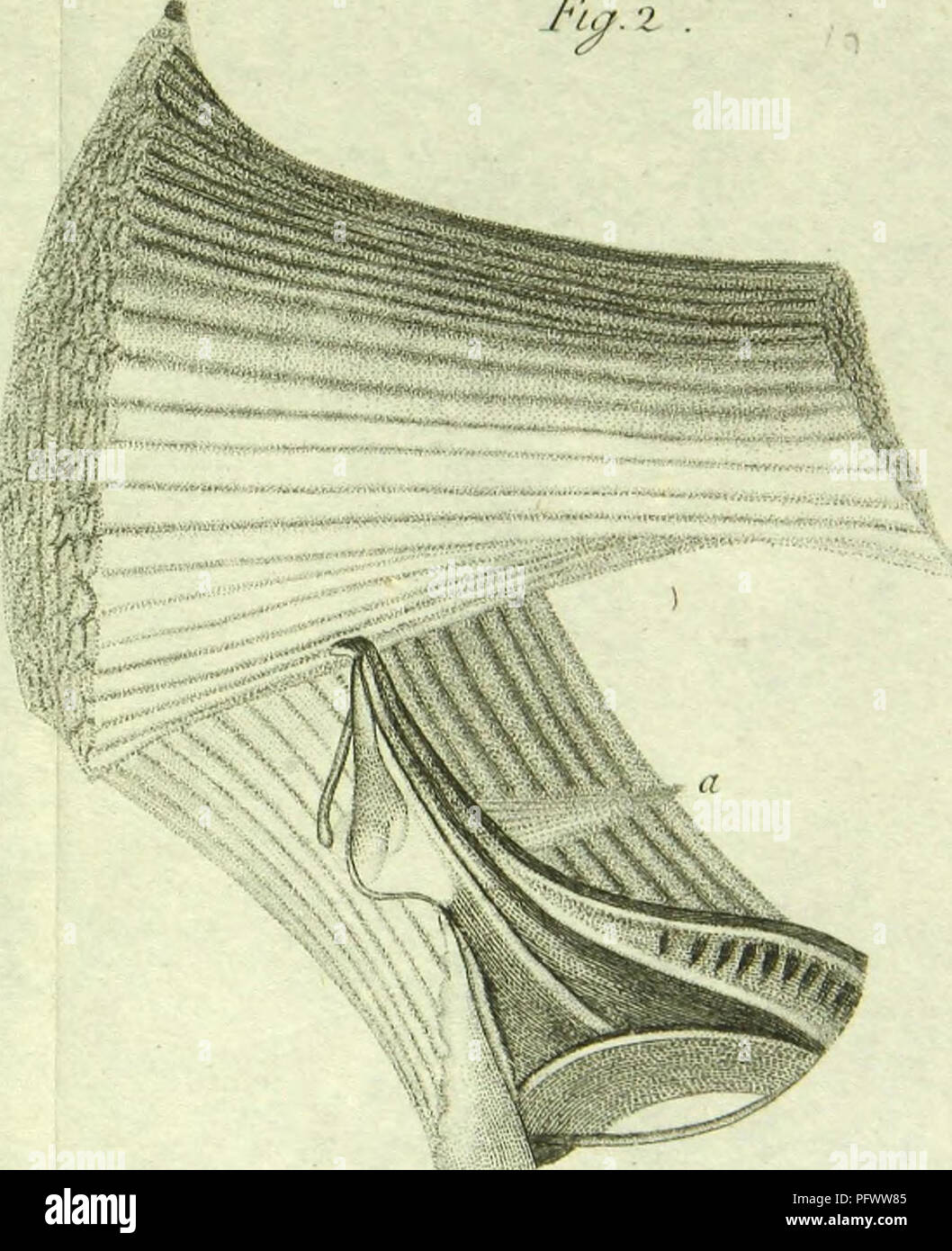 This work focuses on the wings of Hymenoptera, a diverse order of ...