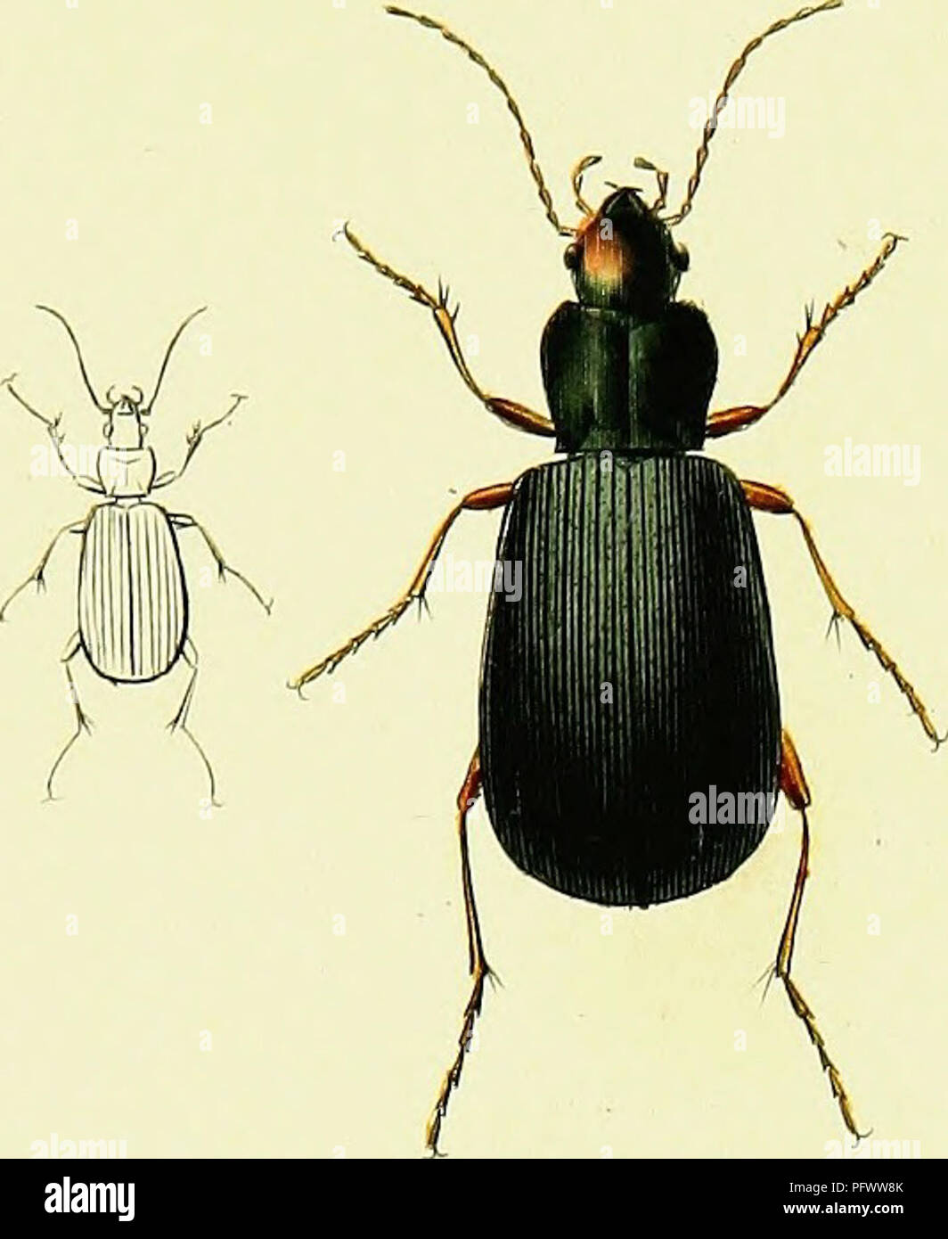 This illustration from *Iconographie et Histoire Naturelle des ...