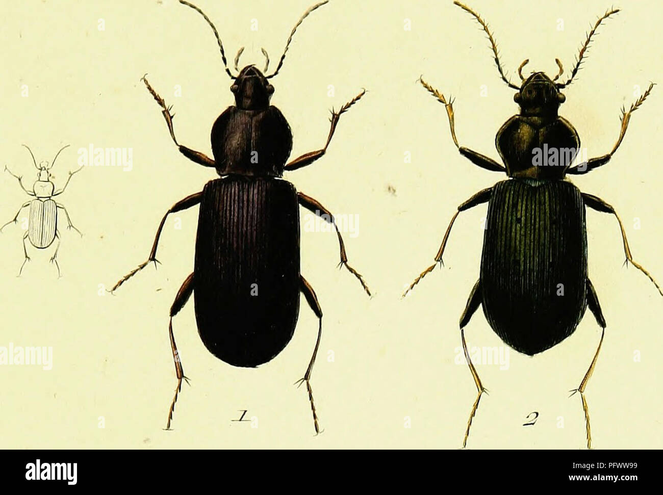 This French entomological work illustrates the diverse beetle species ...