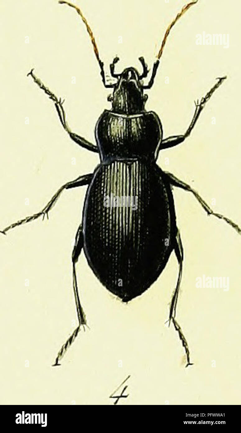 This image shows various species of European beetles, including C ...